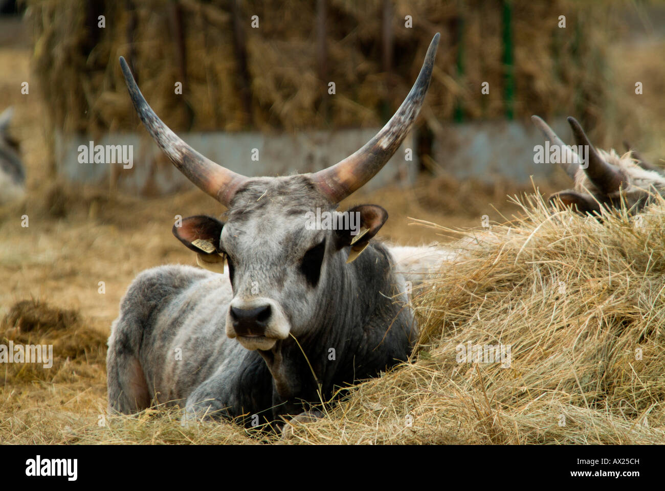 Bull laying down hi-res stock photography and images - Alamy