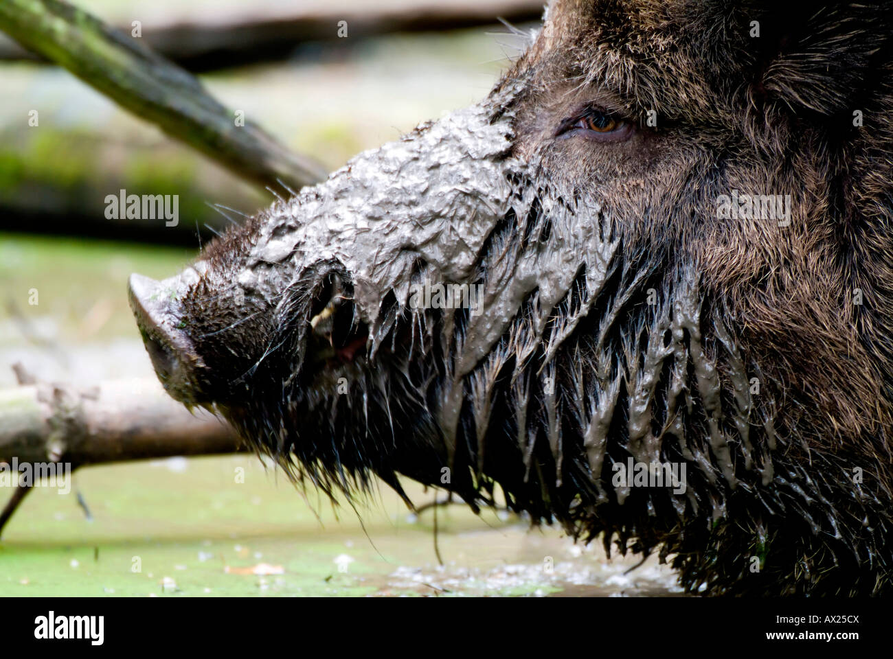 Wild boar snout hi-res stock photography and images - Alamy