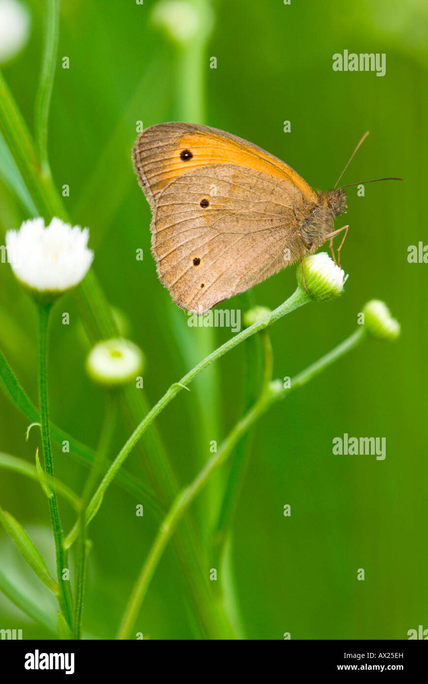 Large heath butterfly hi-res stock photography and images - Alamy
