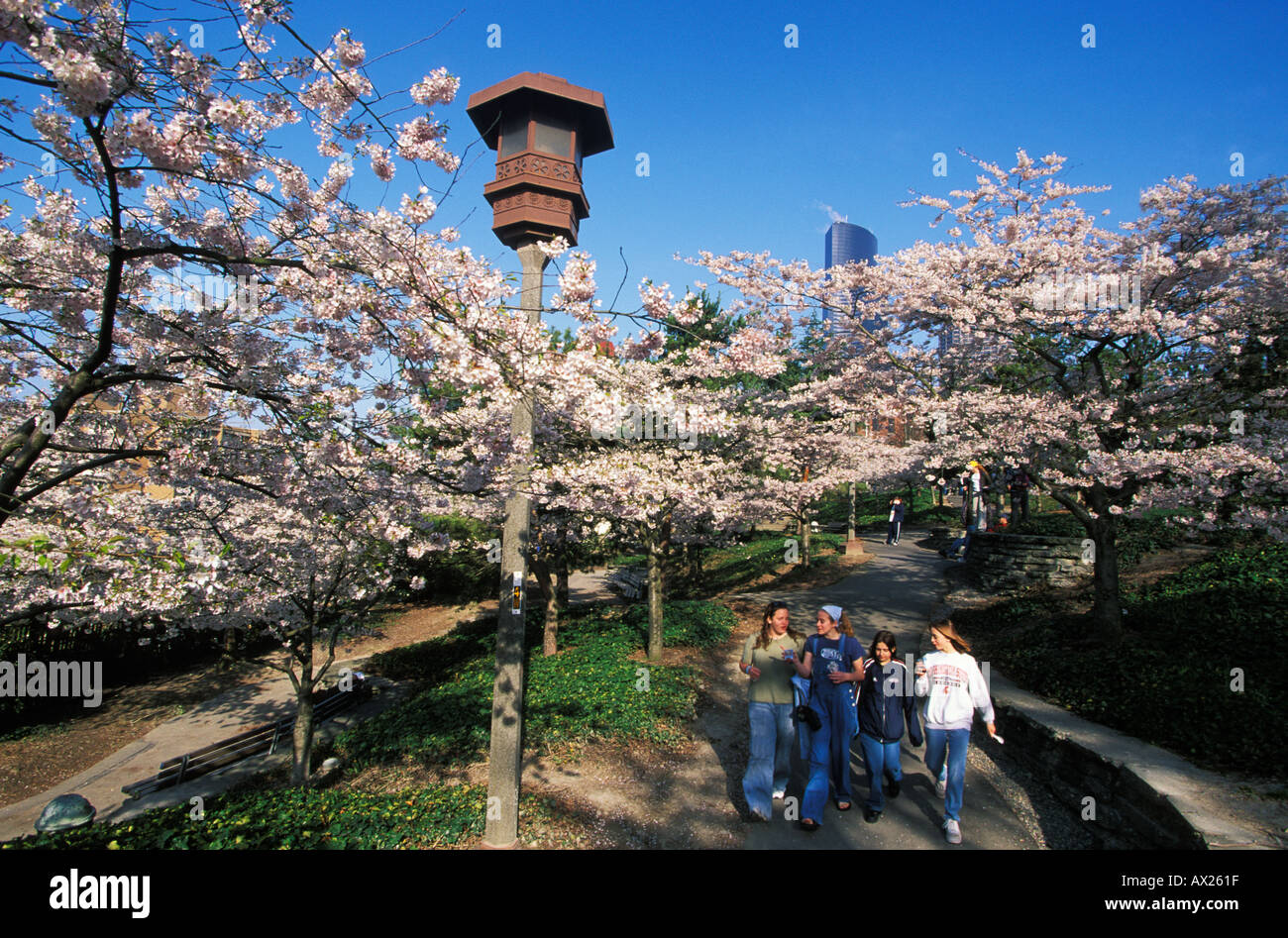 USA Washington State Seattle japanese gardens with spring blossoms ...