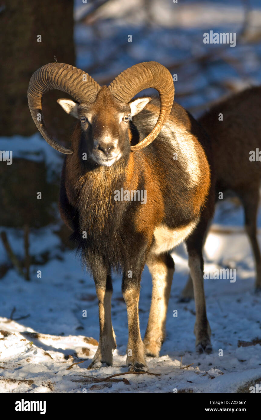 Mufflon male ovis orientalis hi-res stock photography and images - Alamy