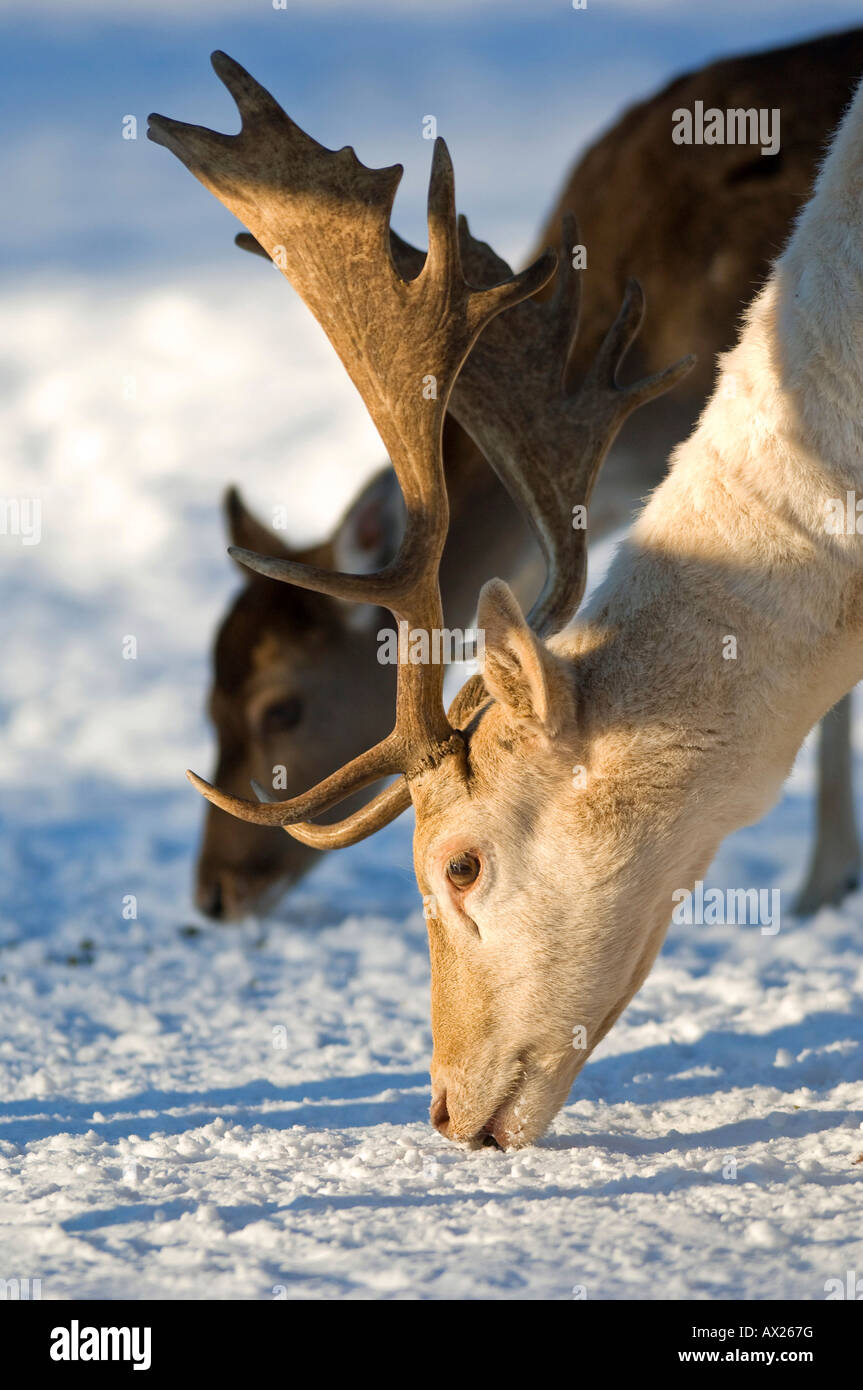 Fallow Deer Winter High Resolution Stock Photography and Images - Alamy