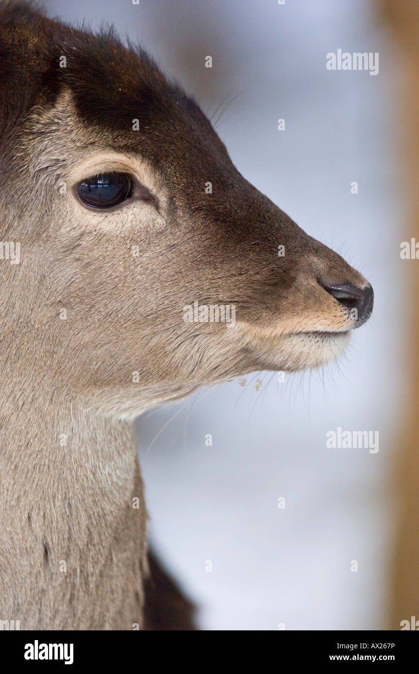 Female european fallow deer hi-res stock photography and images - Alamy