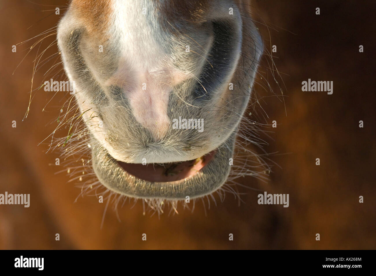 Mouth tiere hi-res stock photography and images - Alamy