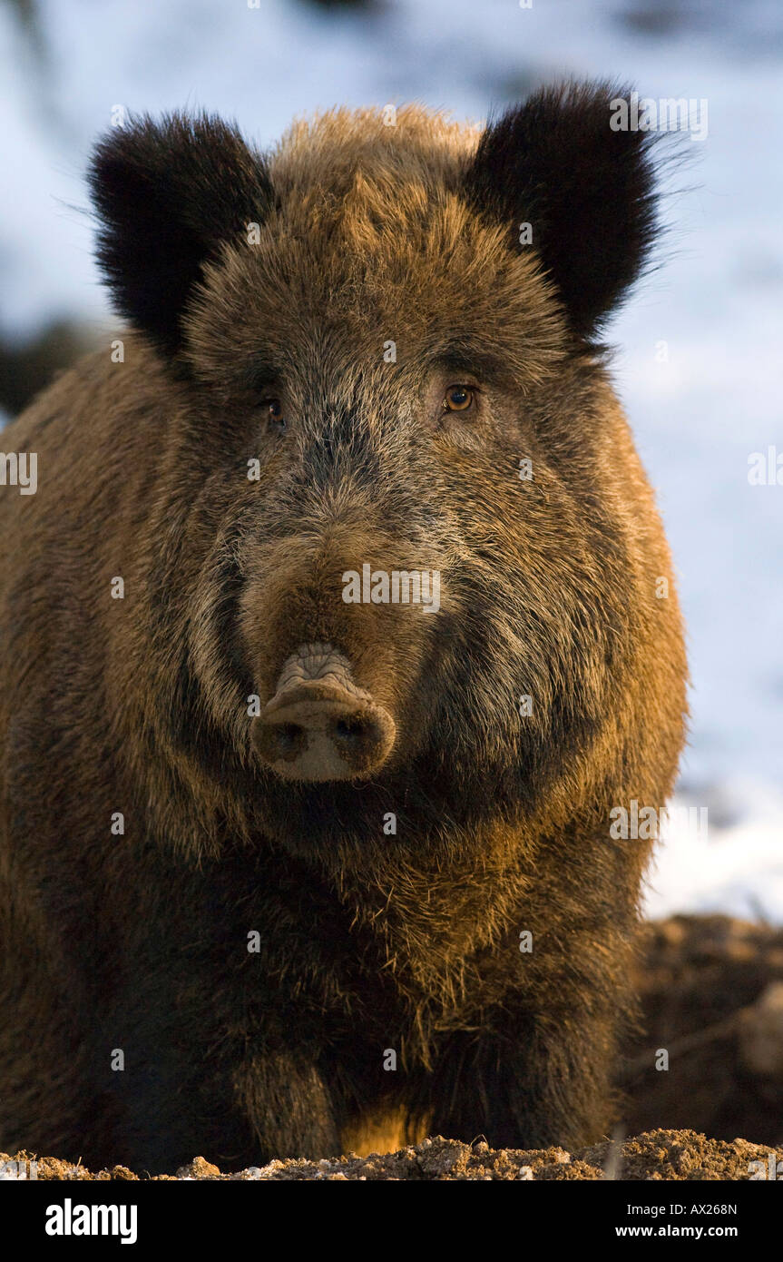 Schweineruessel High Resolution Stock Photography and Images - Alamy