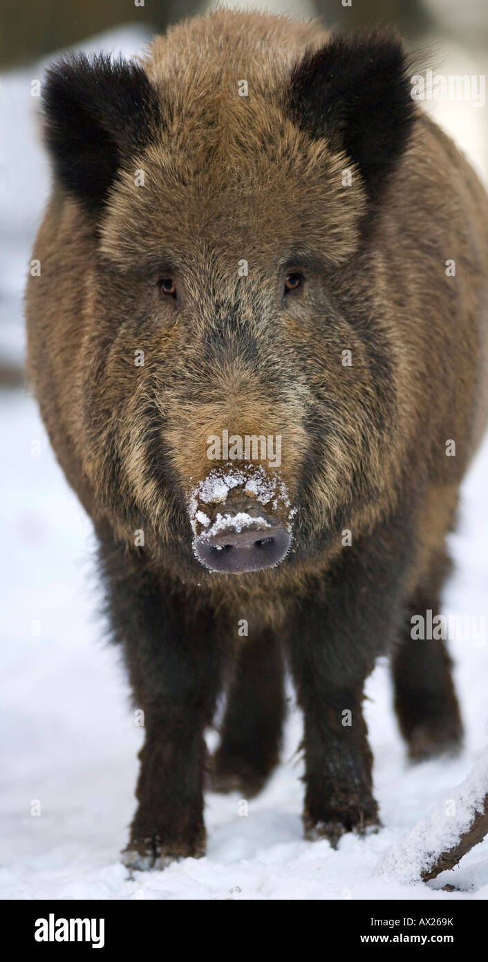 Schweineruessel High Resolution Stock Photography and Images - Alamy