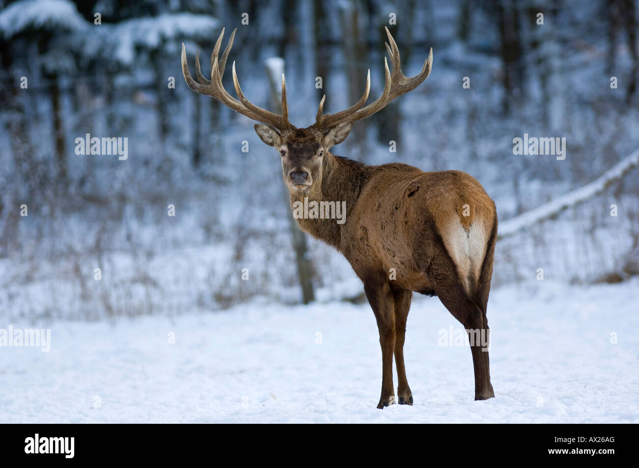 Majestaetisch Stock Photos & Majestaetisch Stock Images - Alamy