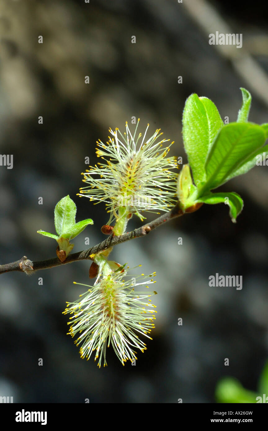 Goat Willow male catkins, Salix caprea Stock Photo - Alamy