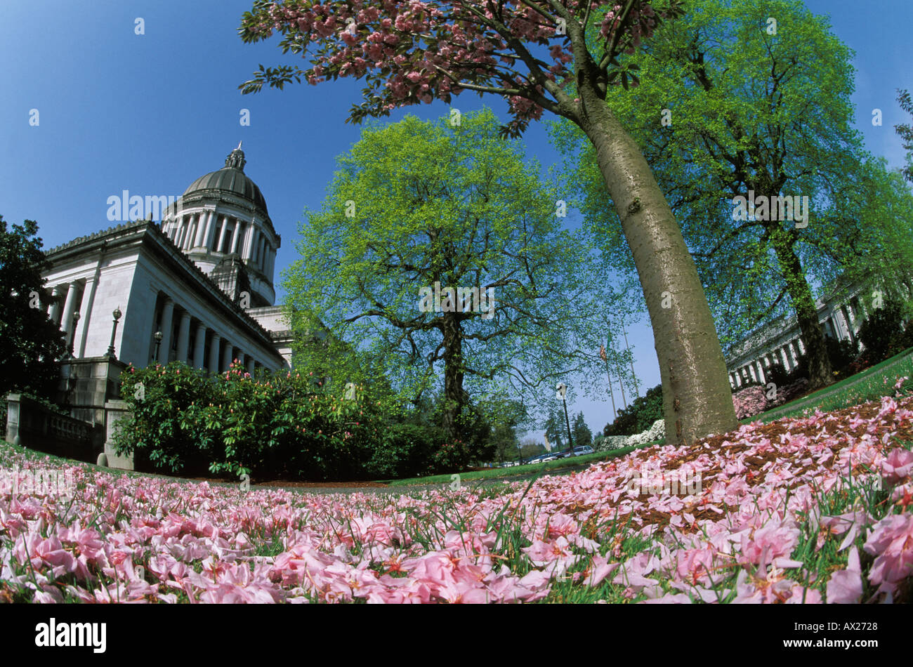 USA Washington State Olympia State Capitol Buiding with spring cherry ...