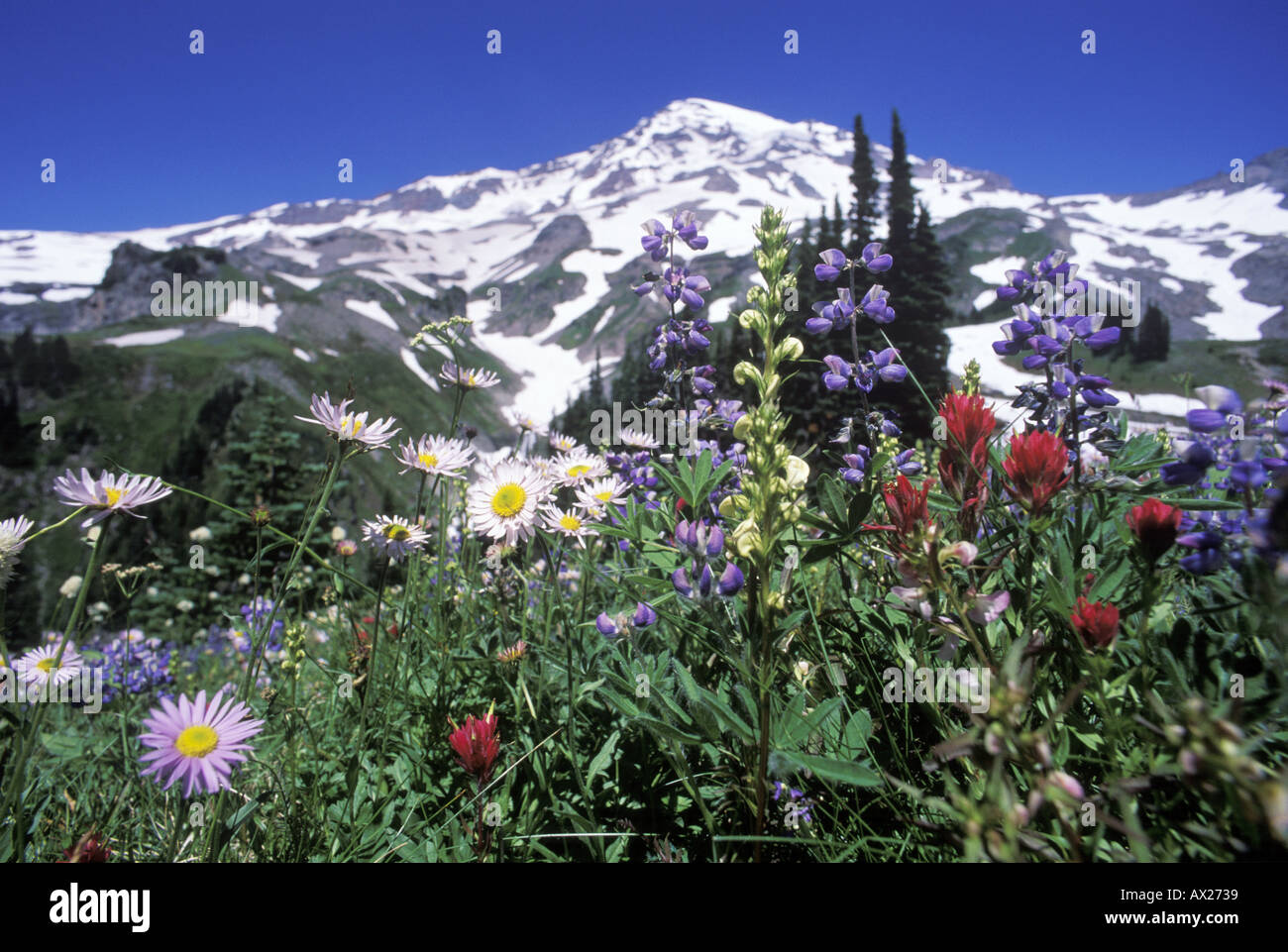 Subalpine daisy hi-res stock photography and images - Alamy