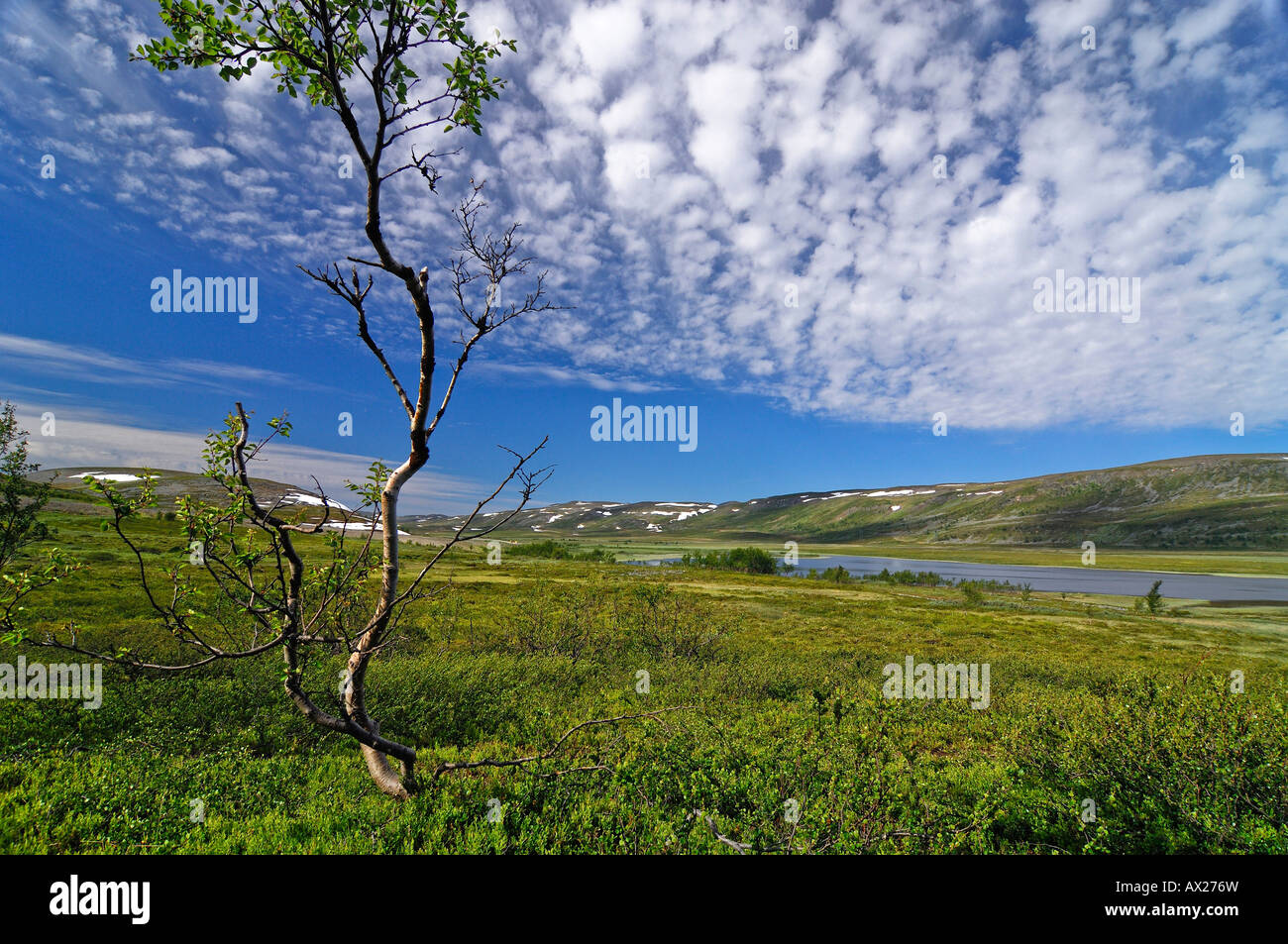 Typical Lapland landscape, Finnmark, Northeastern Norway, Norway ...