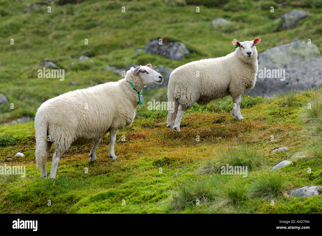 Norwegisches schaf hi-res stock photography and images - Alamy