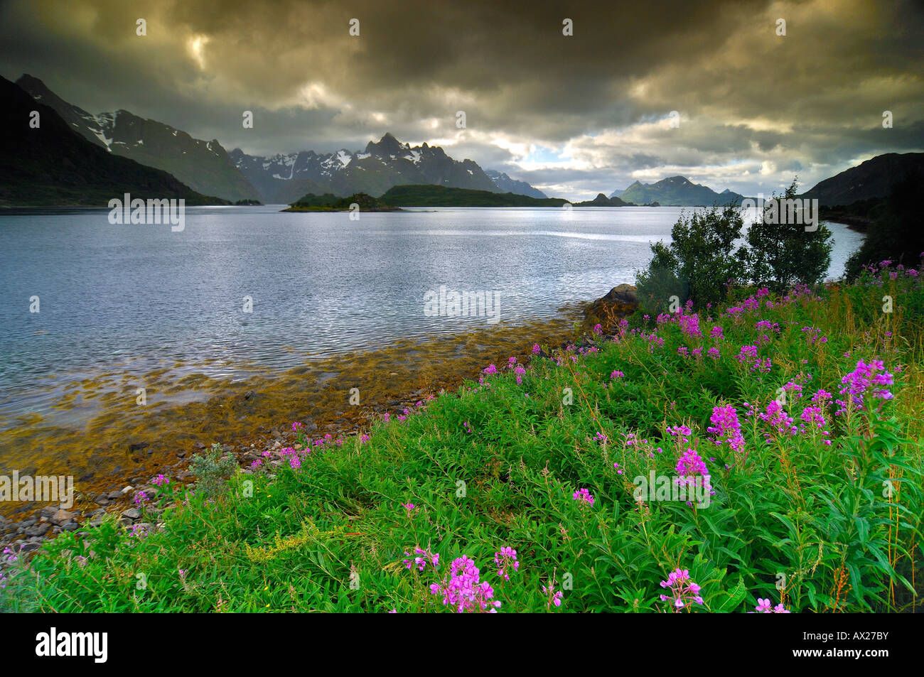 Coastline, Lofoten Archipelago, Norway, Scandinavia, Europe Stock Photo ...