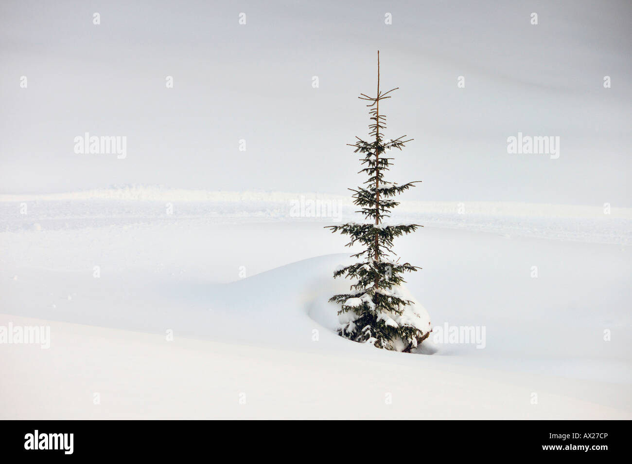 Fir tree winter hi-res stock photography and images - Alamy