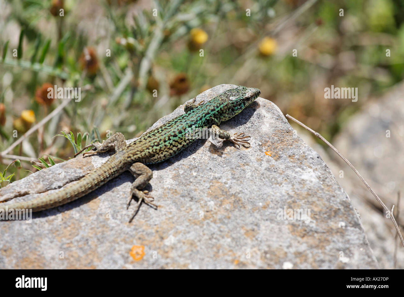 Animals reptiles lizards greece hi-res stock photography and images - Alamy