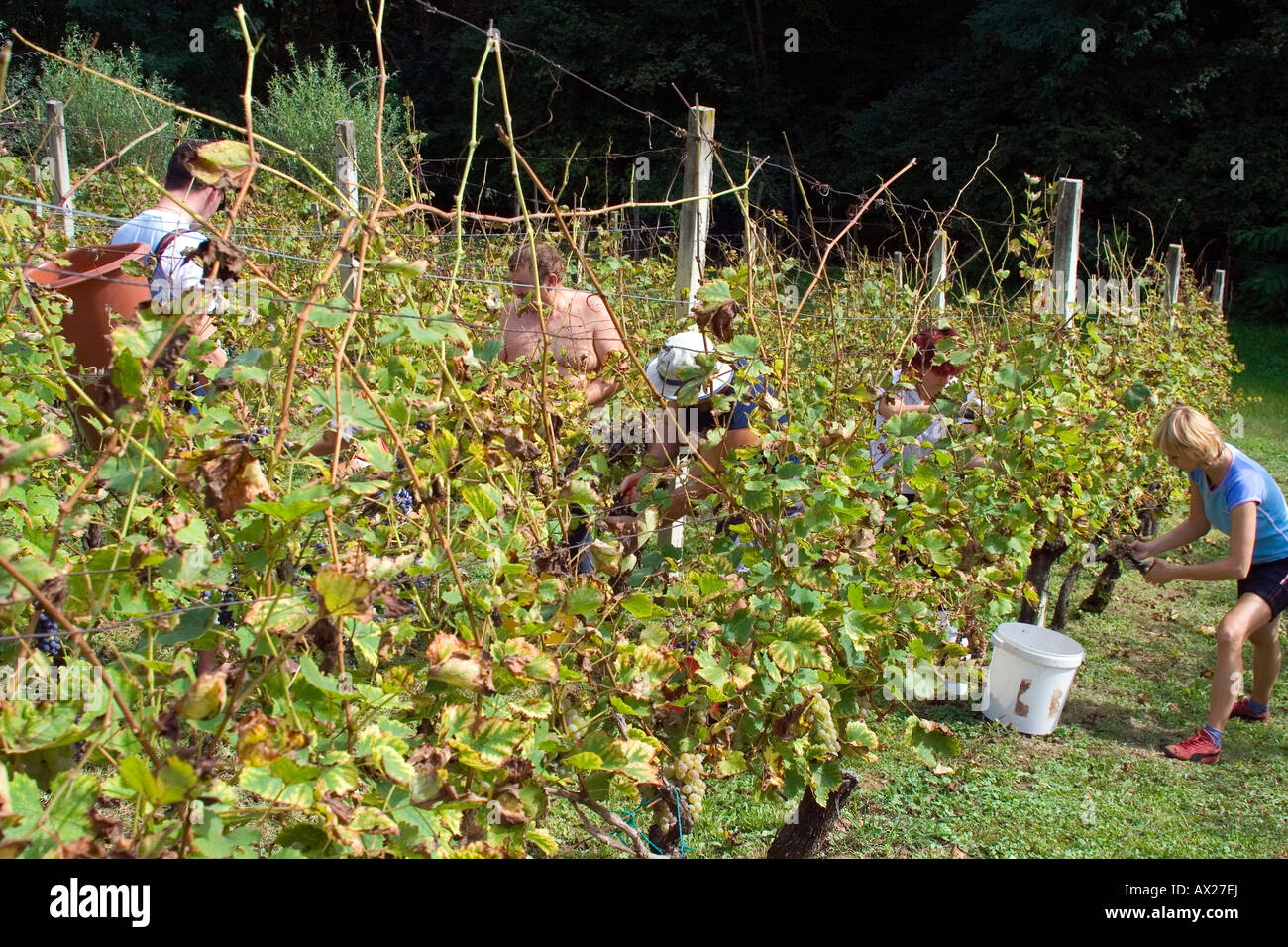 Picking up of the grapes Stock Photo - Alamy