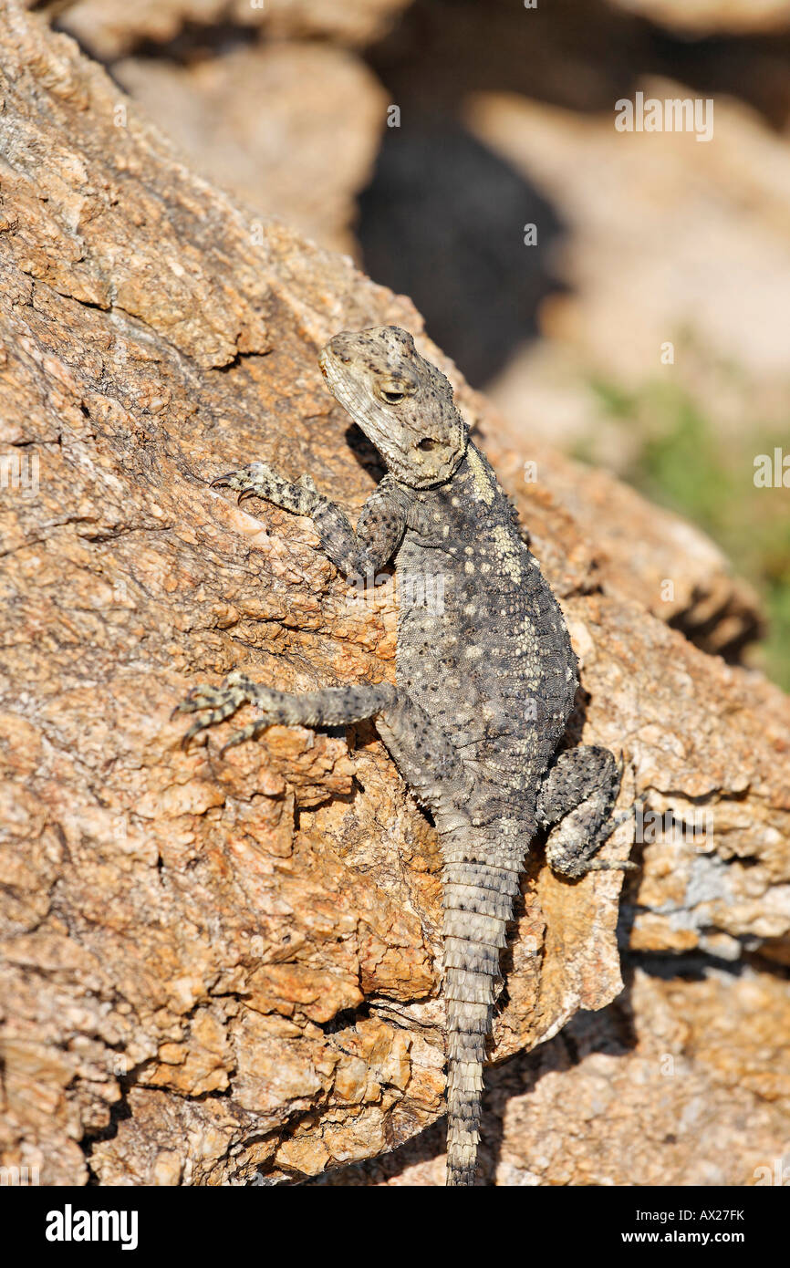 Female agama hi-res stock photography and images - Alamy