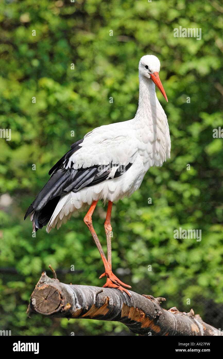 White Stork (Ciconia ciconia), Schoenbrunn Zoo, Vienna, Austria, Europe ...