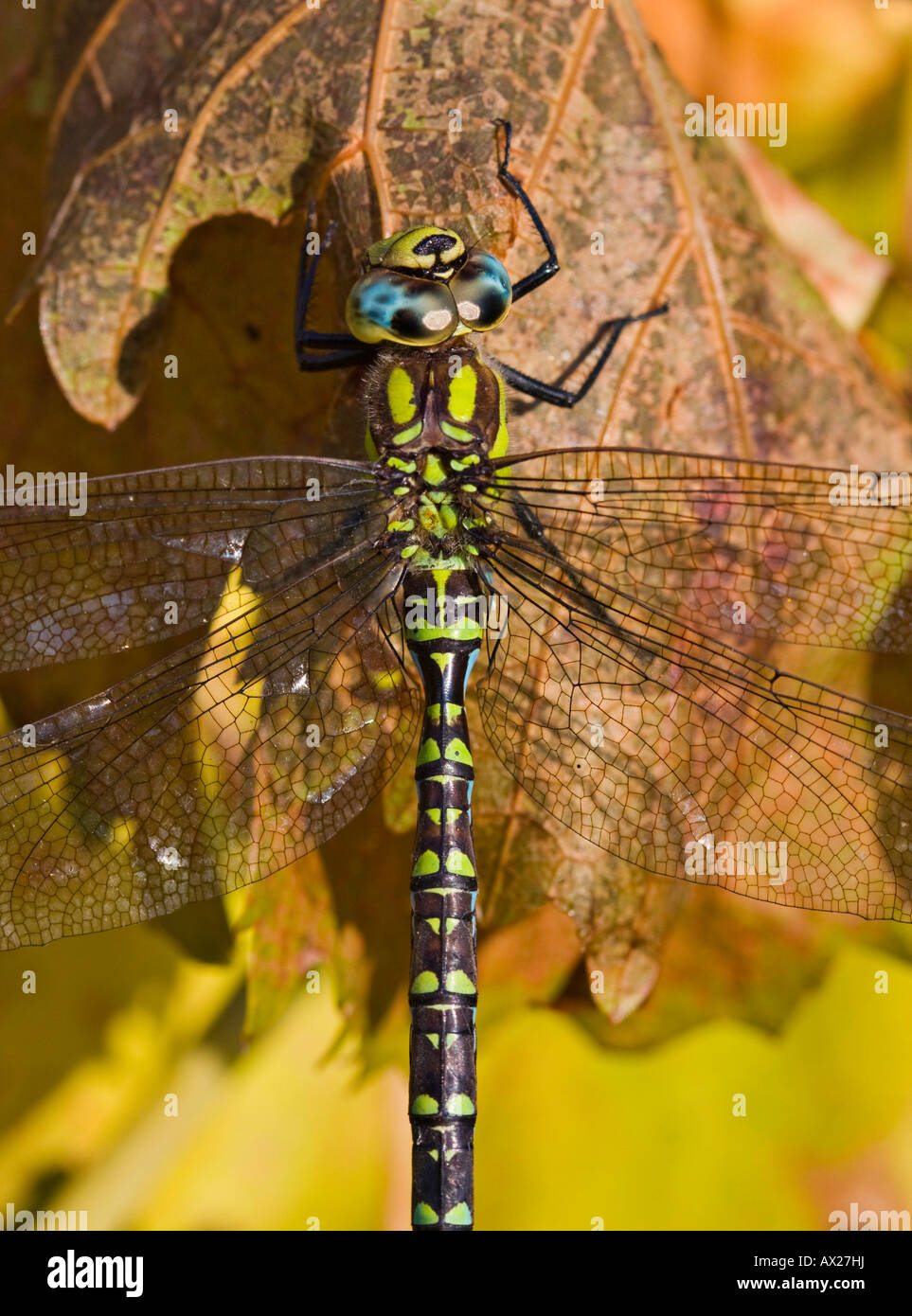 Common Hawker or Sedge Darner (Aeshna juncea Stock Photo - Alamy