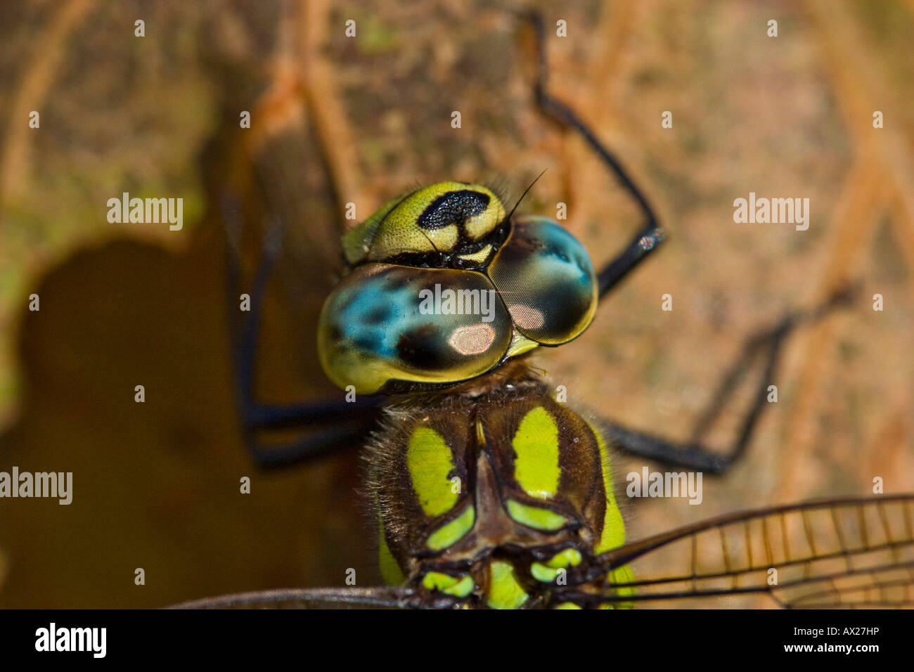 Common hawker sedge darner juncea hi-res stock photography and images ...