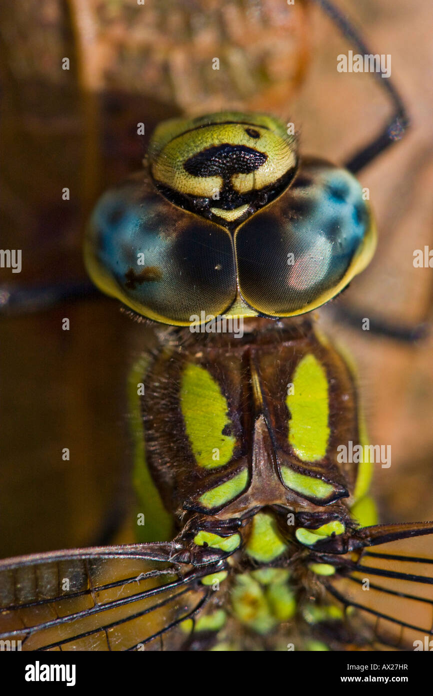 Common Hawker or Sedge Darner (Aeshna juncea Stock Photo - Alamy