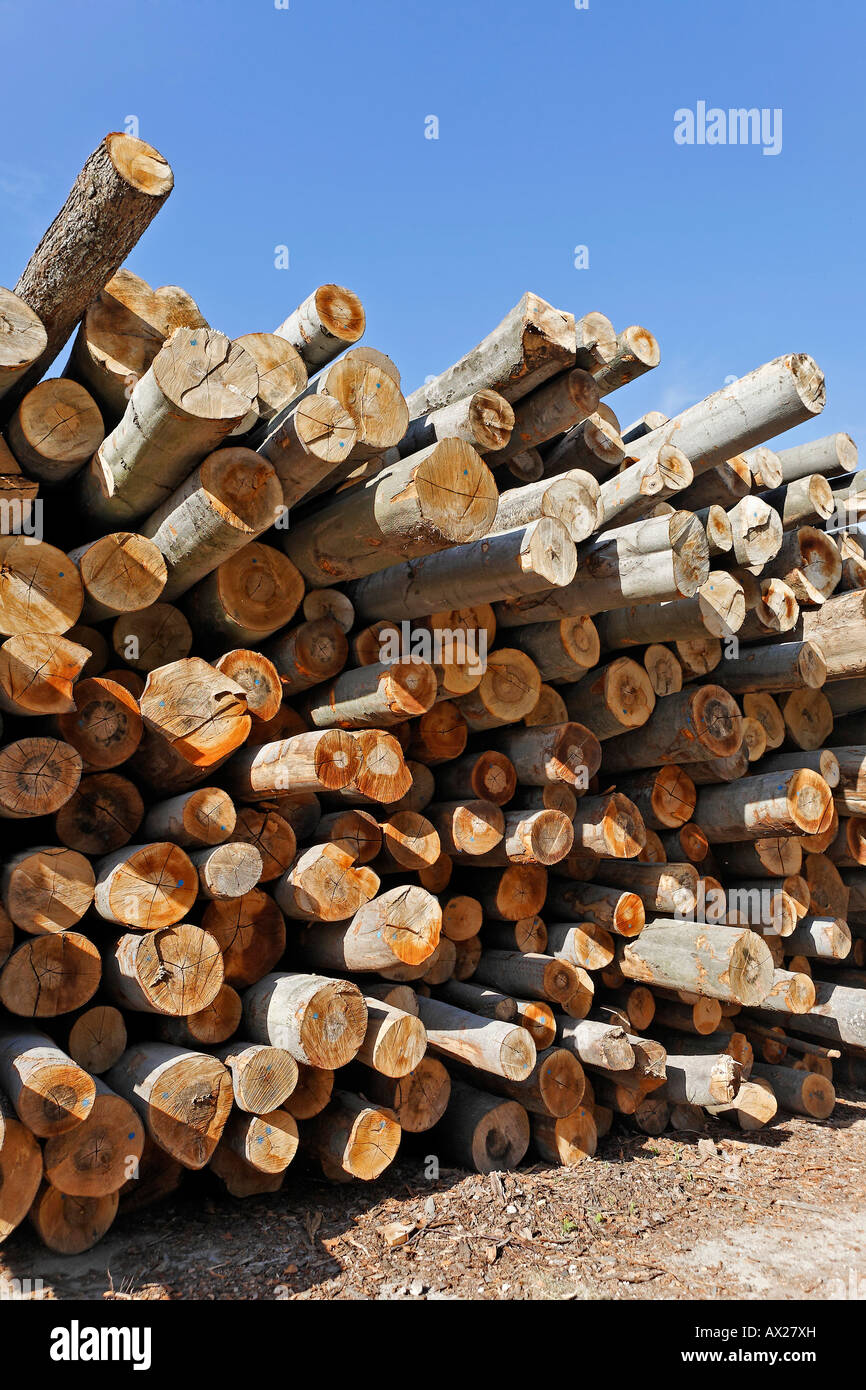 Woodpile, beech logs, Austria, Europe Stock Photo - Alamy