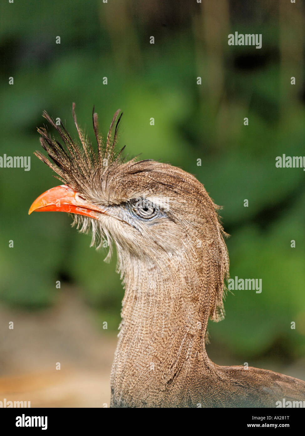 Red Legged Seriema Stock Photos & Red Legged Seriema Stock Images - Alamy