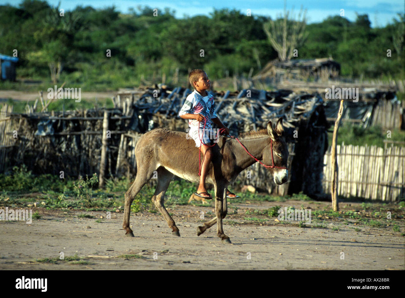Caption BRAZIL SEM TERRA LANDLESS PEASANT SETTLEMENT BAHIA STATE Photo ...