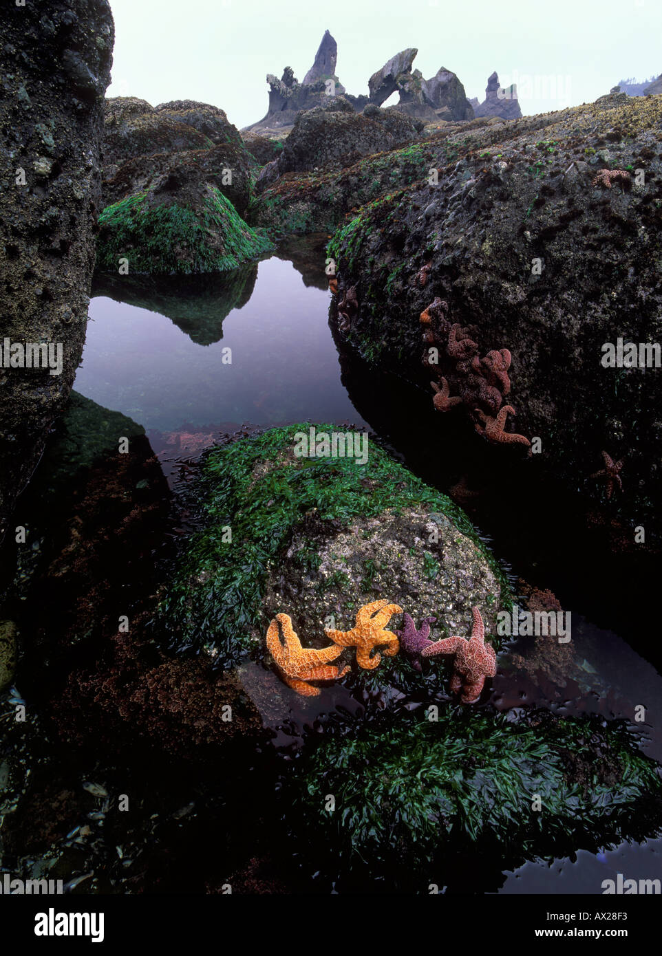 USA Washington State Olympic Peninsula Nation Park Tidal pools with ...