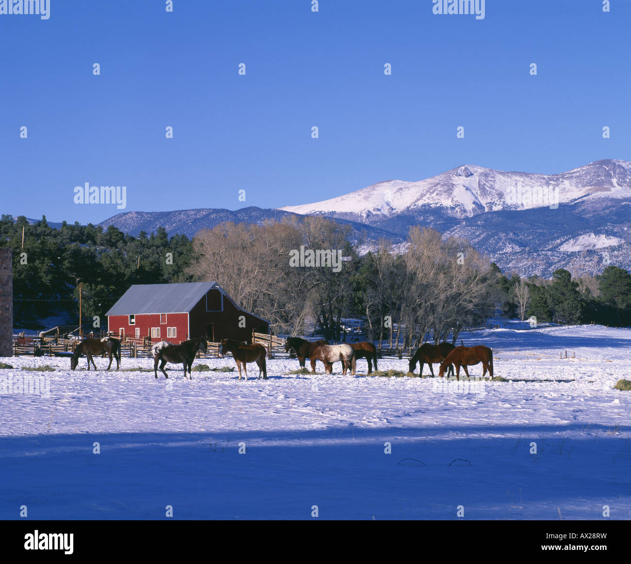 HORSES GRAZING IN SNOW COVERED PASTURE ON RANCHO CABALLO COLORADO Stock ...