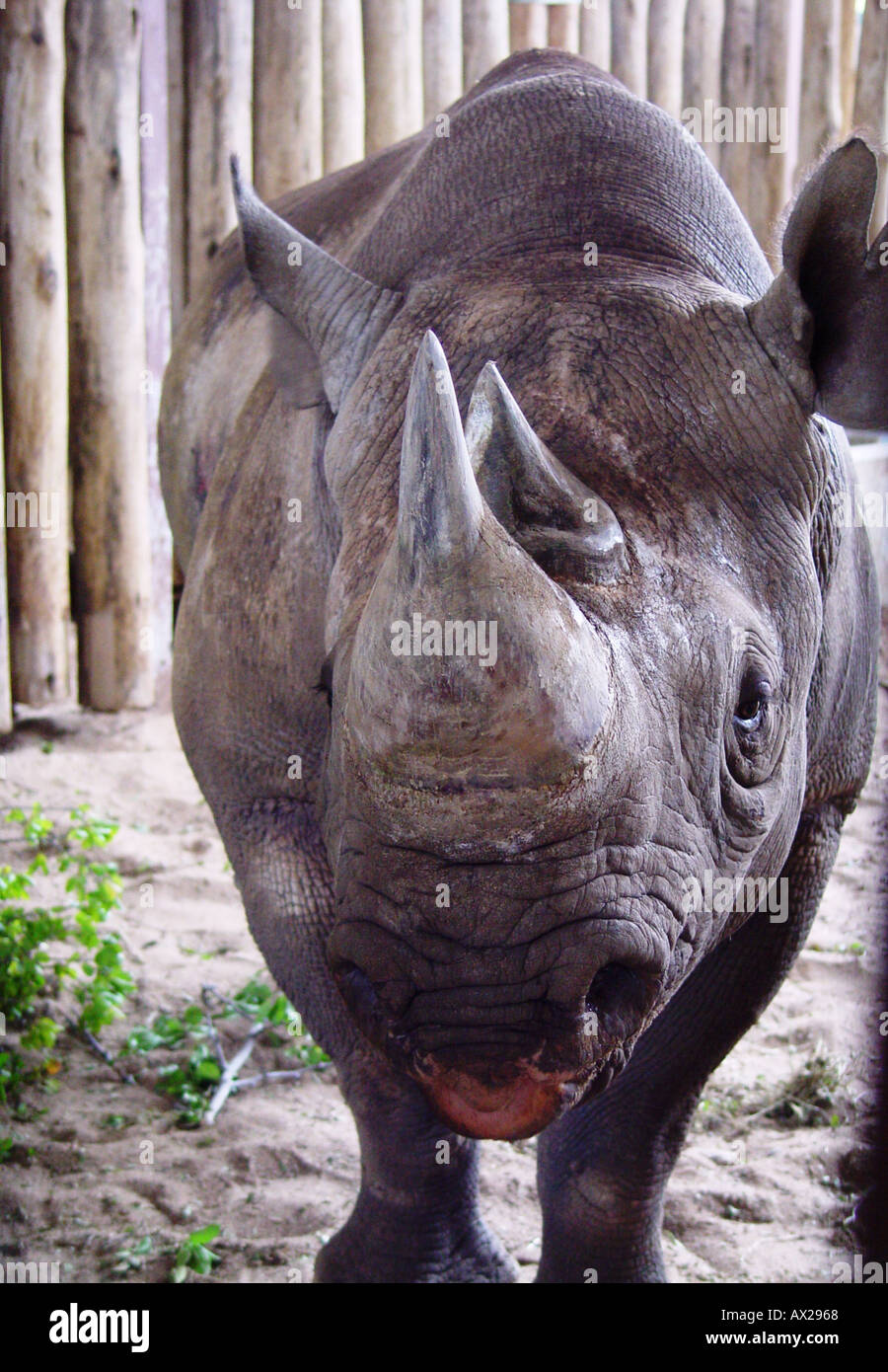 Angry rhino hi-res stock photography and images - Alamy