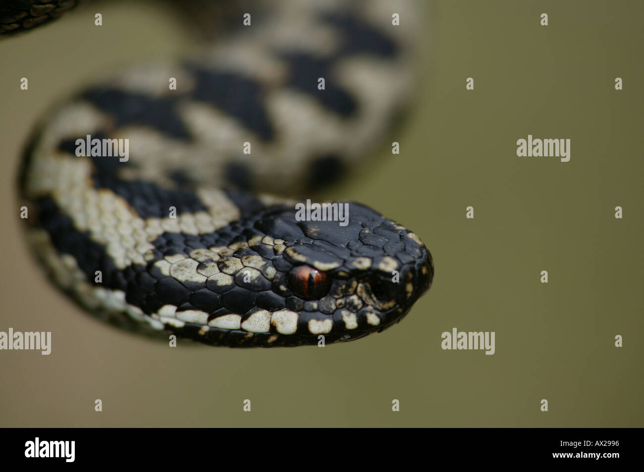 Adder face hi-res stock photography and images - Alamy
