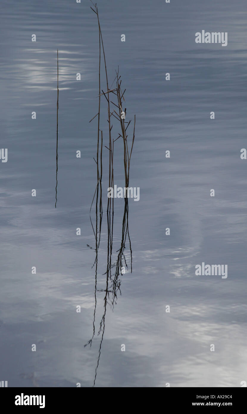 Thin reed hi-res stock photography and images - Alamy
