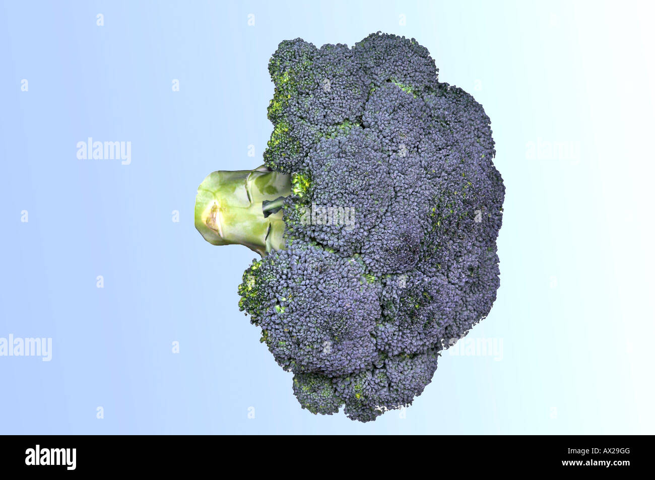 Broccoli head with blue background Stock Photo - Alamy