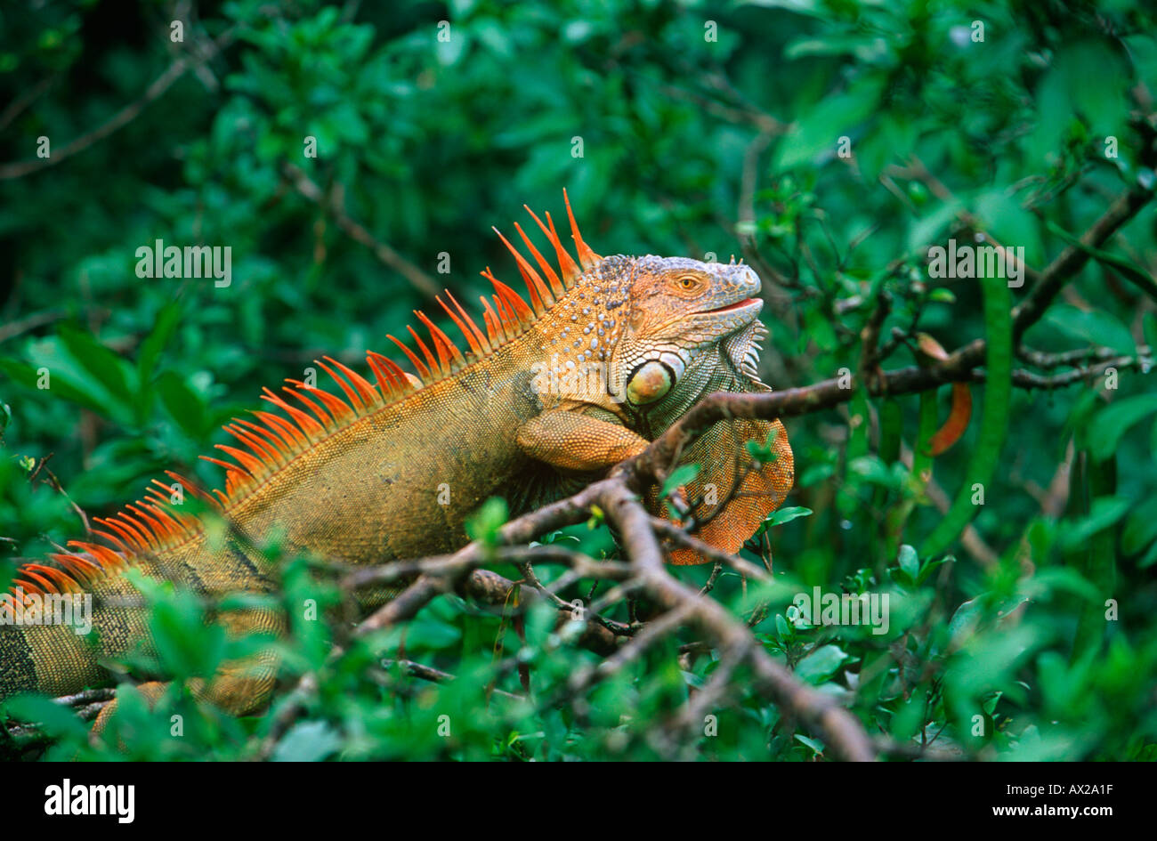 Muelle costa rica hi-res stock photography and images - Alamy