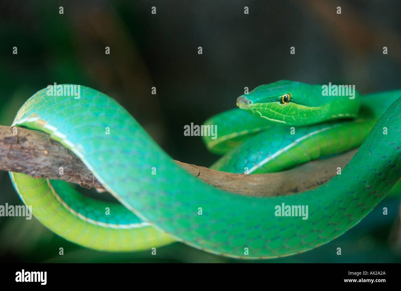 Costa Rica emerald tree snake Stock Photo - Alamy