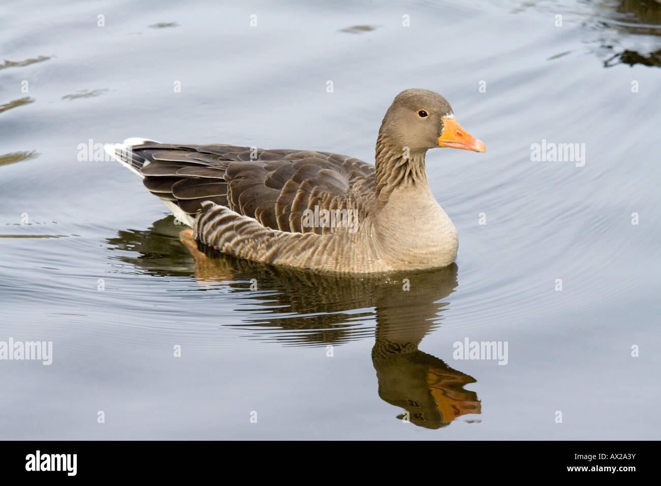 The Greylag Goose is the species from which most farmyard geese were ...