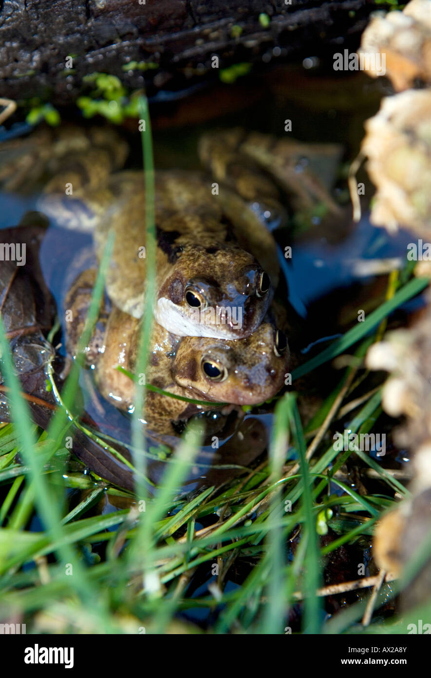 Mating frogs in spring in a garden pond Stock Photo - Alamy