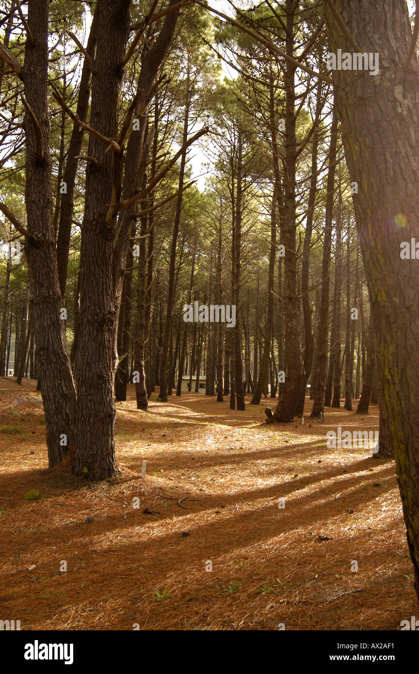 Pine forest New Zealand Stock Photo - Alamy