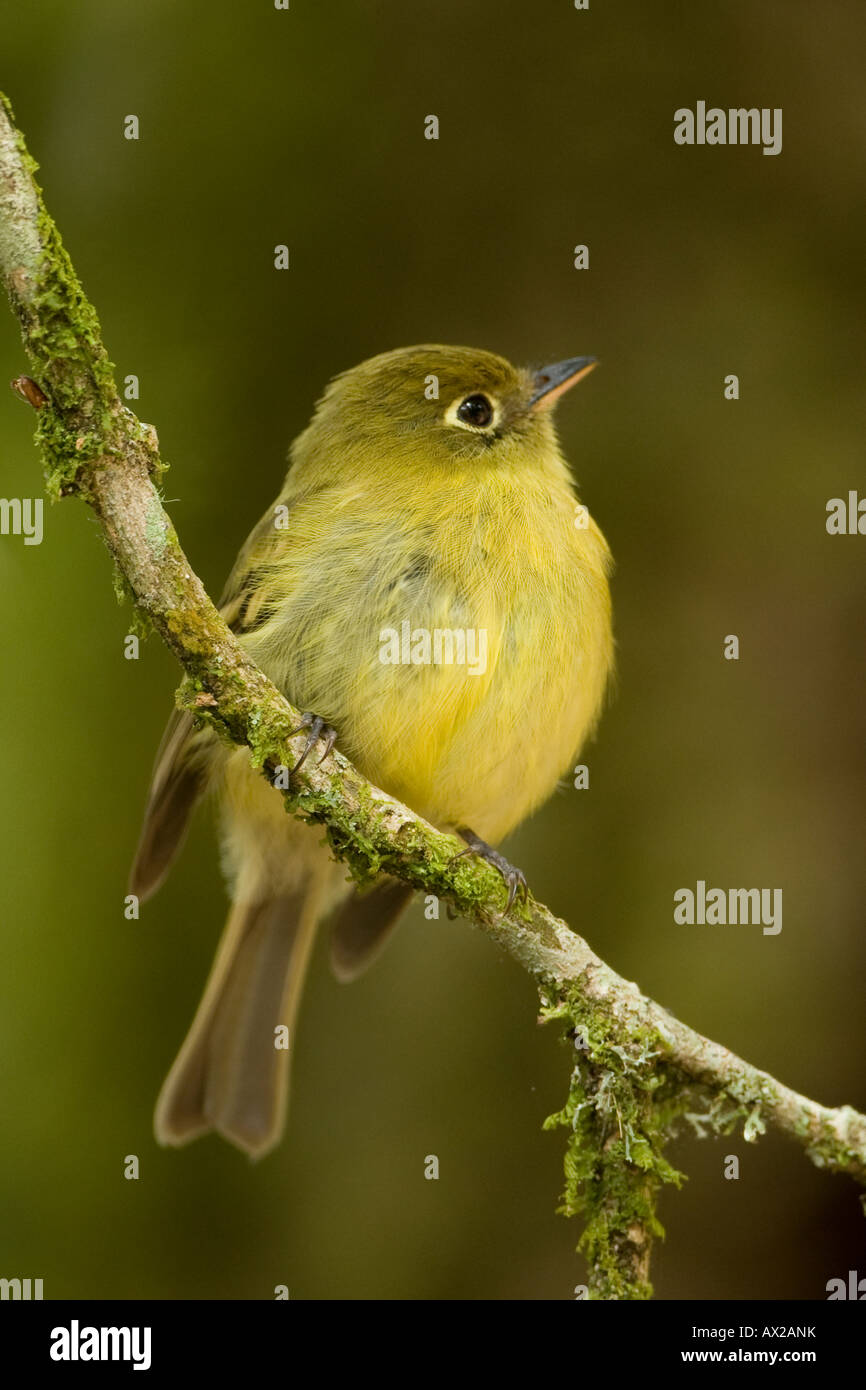 Yellowish flycatcher hi-res stock photography and images - Alamy