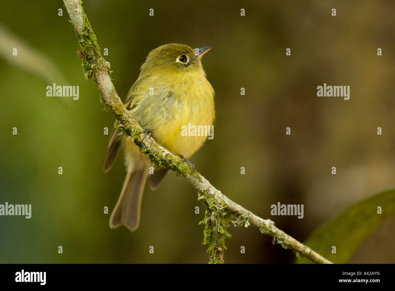 Yellowish flycatcher empidonax flavescens hi-res stock photography and ...