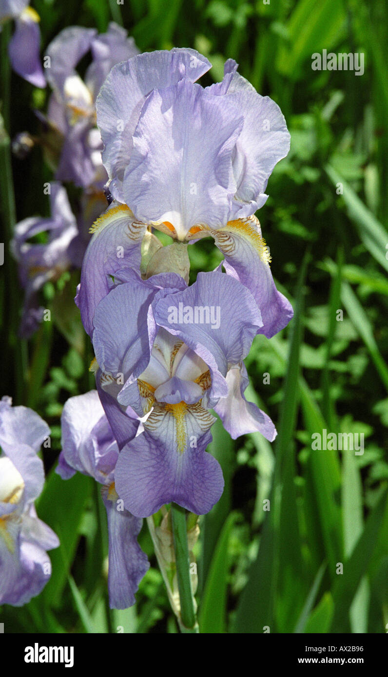 Irus hi-res stock photography and images - Alamy