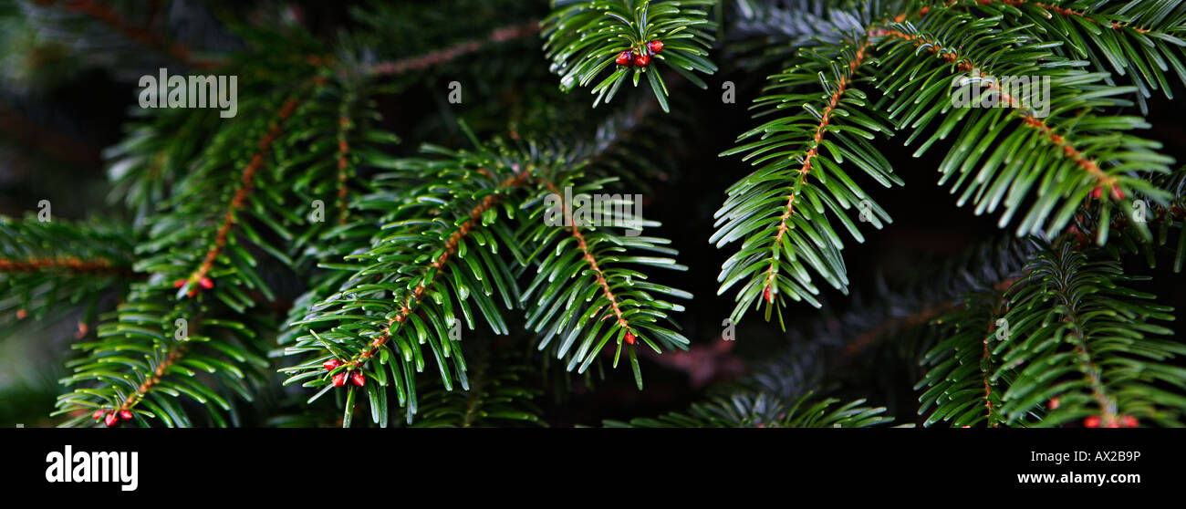 Nordman hi-res stock photography and images - Alamy