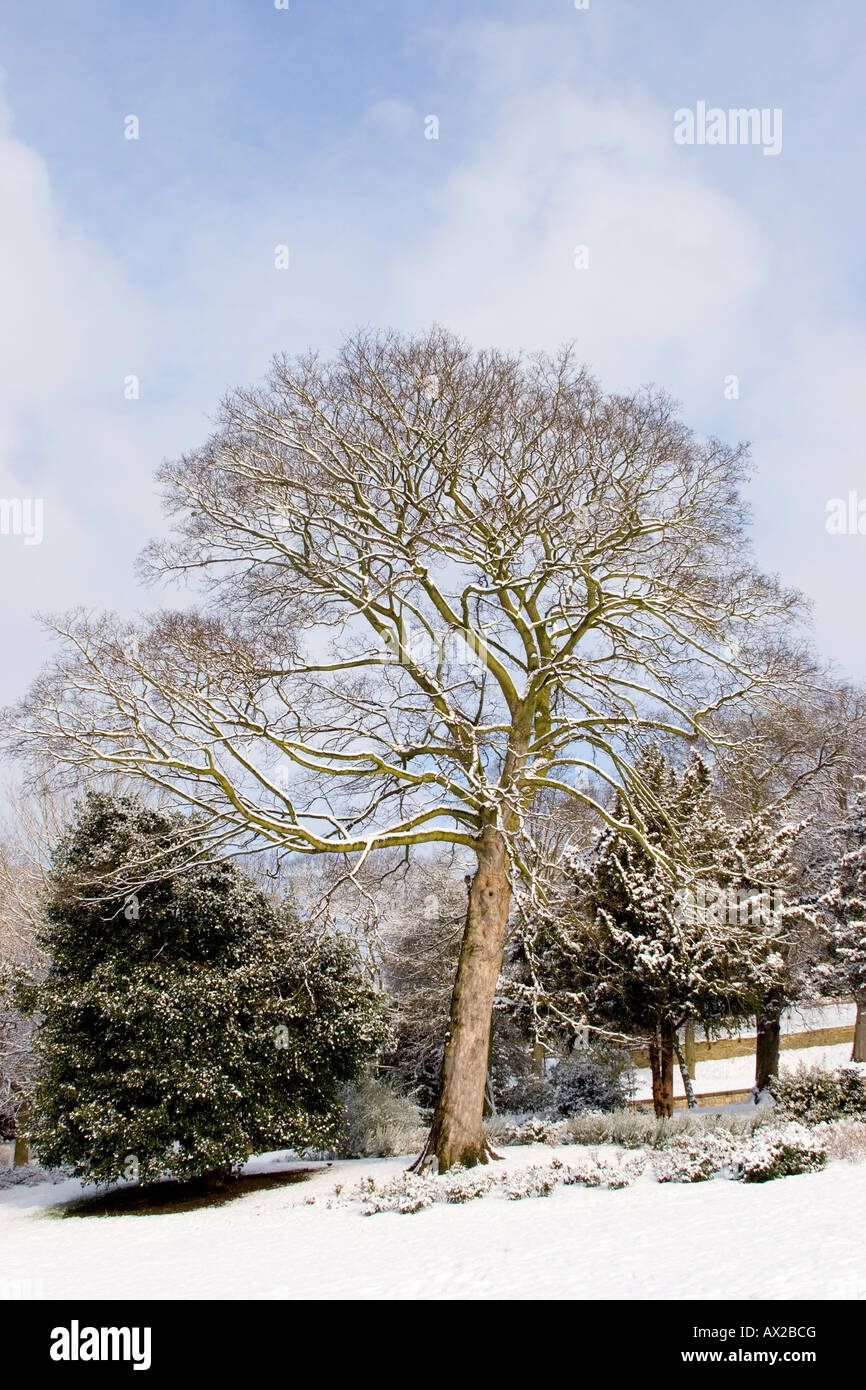 Trees covered in snow on a winters day, at the Arboretum in Lincoln ...