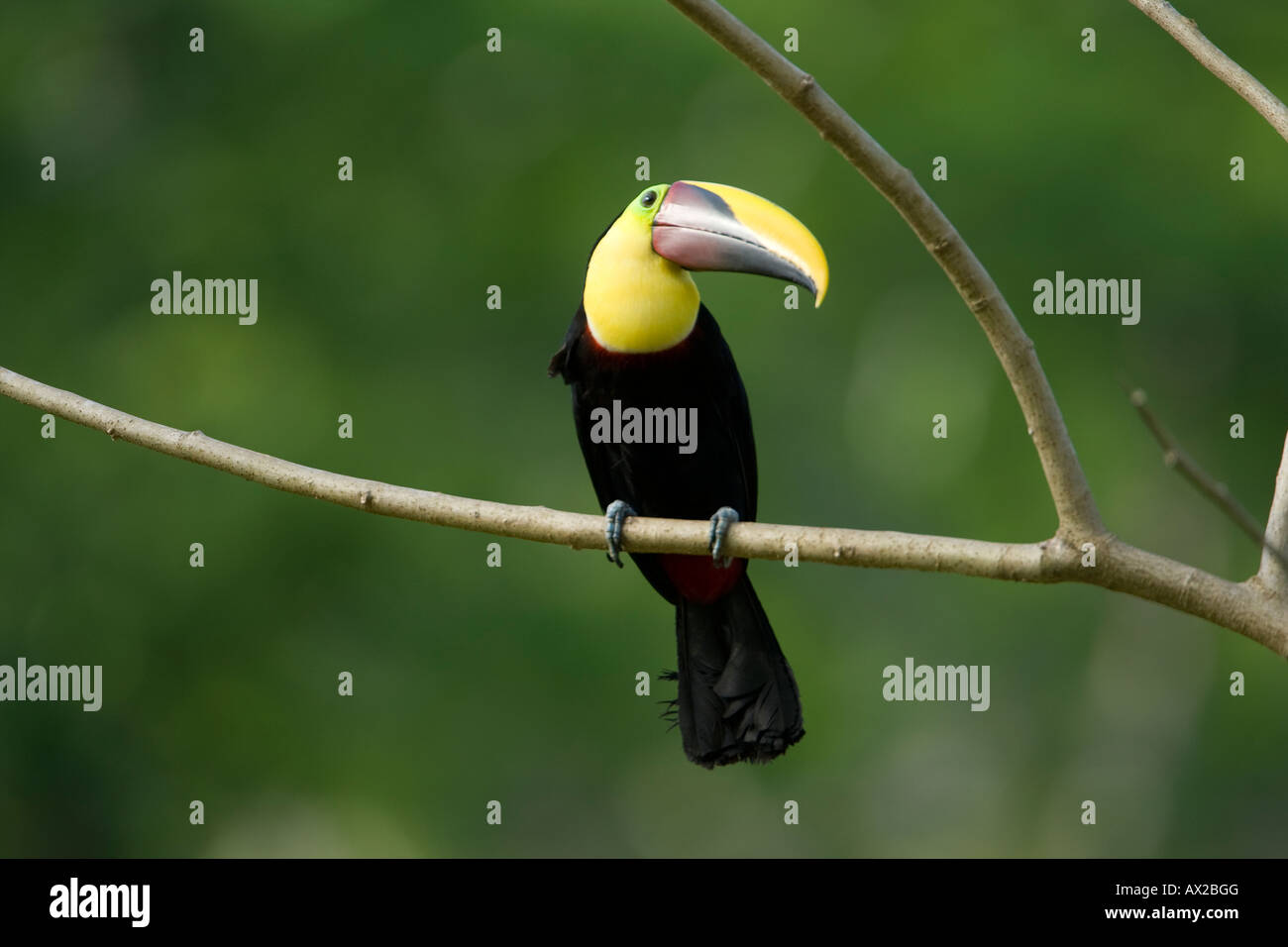 Yellow-throated Toucan Ramphastos ambiguus Stock Photo - Alamy