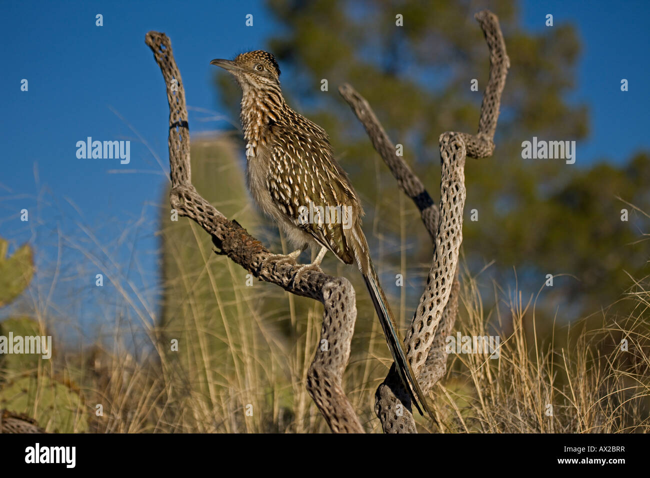 Greater Roadrunner Portrait (Geococcyx californianus) Arizona Large ...