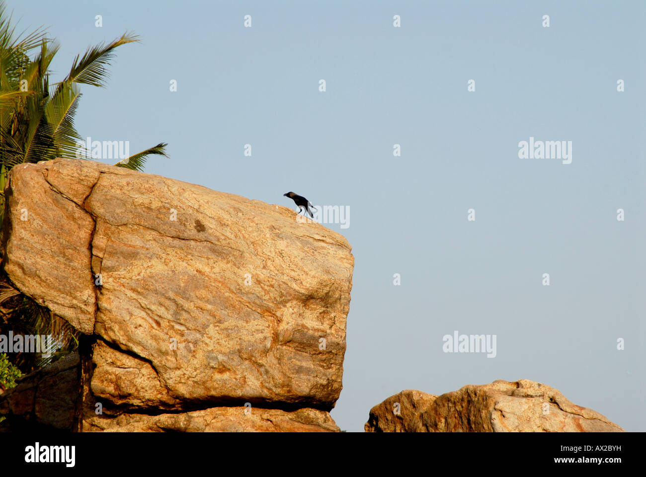 Crow activity hi-res stock photography and images - Alamy
