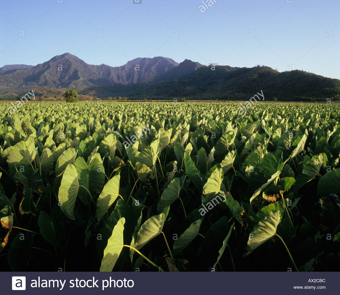 Hawaiian Taro Root High Resolution Stock Photography and Images - Alamy