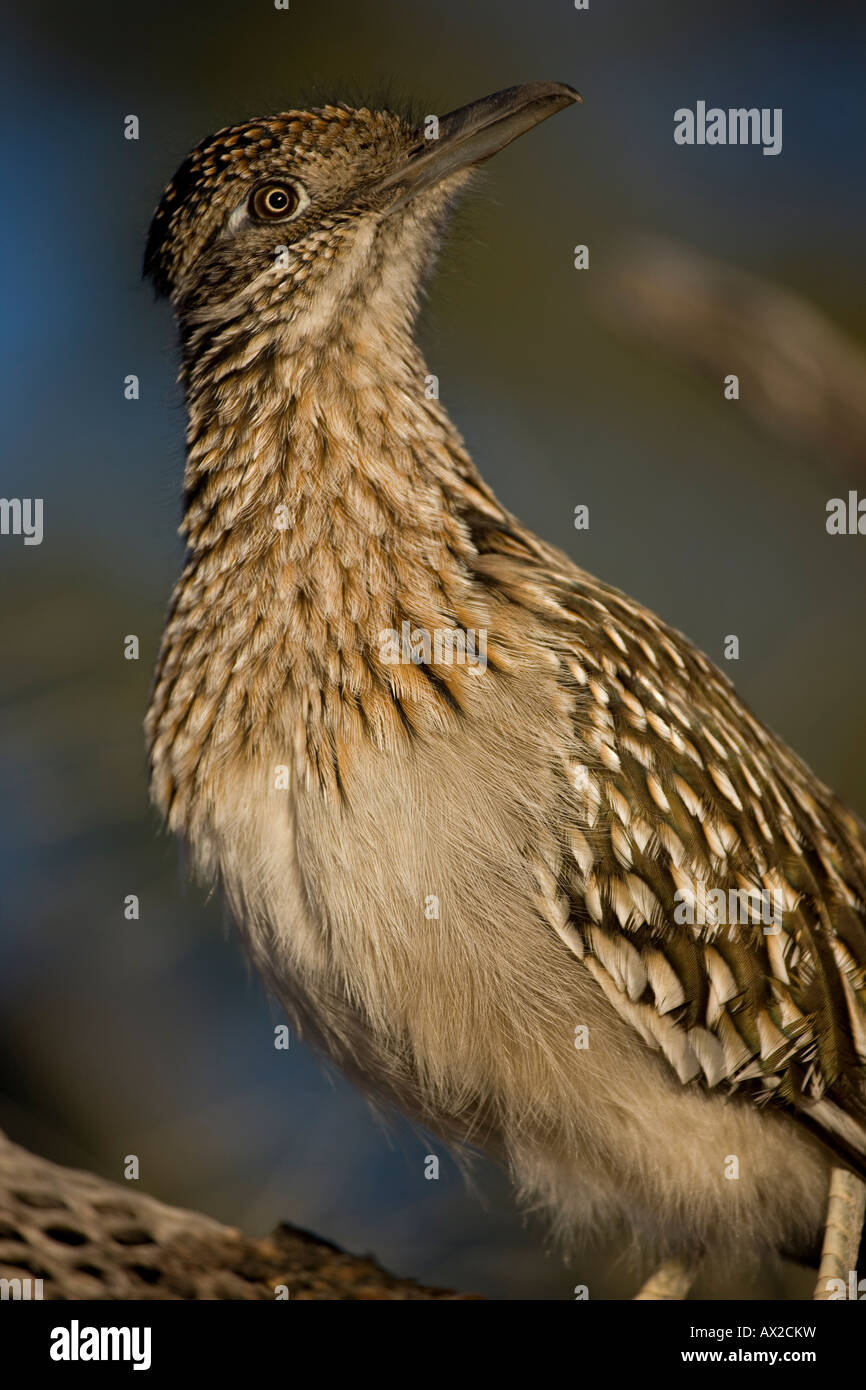 Greater Roadrunner Portrait (Geococcyx californianus) Arizona Large ...