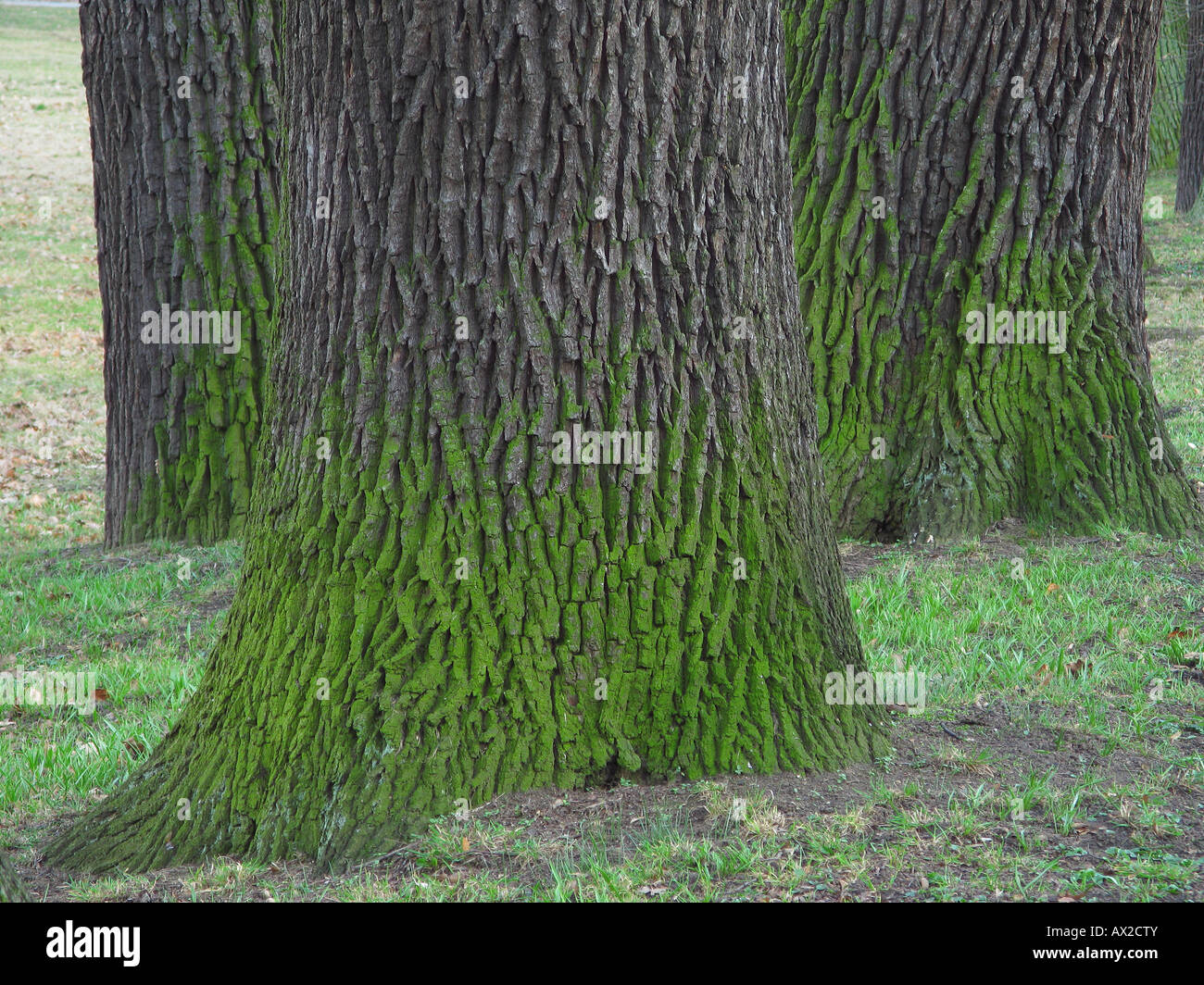 Trunks sturdy hi-res stock photography and images - Alamy
